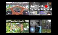 BirdsNestingBirdsFeeder 21 - Youtube Multiplier