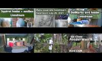 birdfeederbirdnestinglivestream - Youtube Multiplier