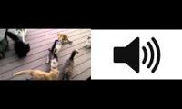 Cat wad wad of cats big wad of cats - Youtube Multiplier
