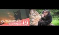Monkey Maniacs | From the Other Side of the Cage - Youtube Multiplier