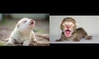 kittens meowing vs puppy howling - Youtube Multiplier