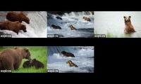 The Otis Channel - Katmai National Park Brown Bears, Alaska - Youtube ...
