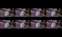 Huh_cats_bros_huh_cat_mashup - Youtube Multiplier