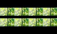 Panen timun di kampung halaman - Youtube Multiplier