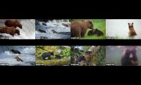 Katmai Bears - BF, RF, KR, RW, BFL, ALF, ACF, SC - Youtube Multiplier