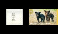 animal planet x the wall - Youtube Multiplier